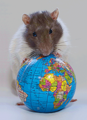 EARTH RAT - mapcards.net